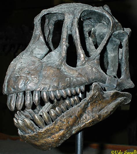 Virtual Museum Sauropodomorphs