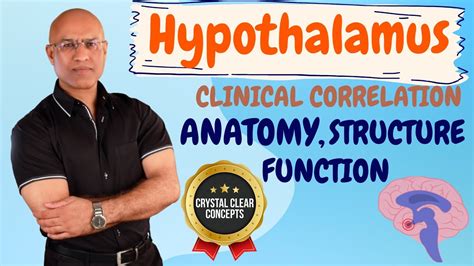 Hypothalamus Anatomy Structure Function Neurology🩺 Youtube