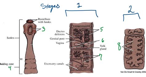 Human Tapeworm Diagram