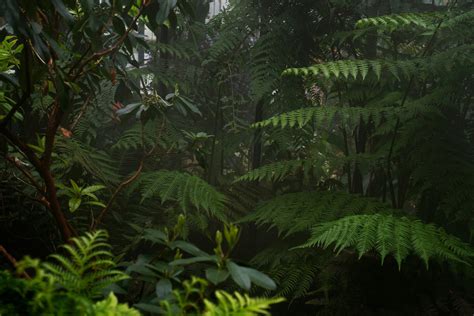 Ormbunke Skötselråd Och Köpguide För Ormbunkar Online