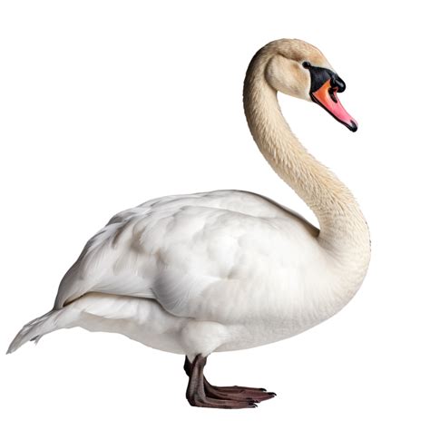Ai Generated Swan Clip Art 39833505 Png