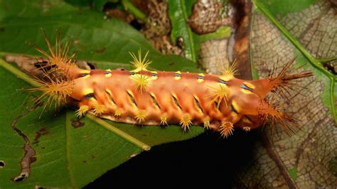 Stinging Nettle Slug Caterpillar Cup Moth Setora Sp Limacodidae