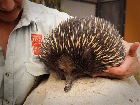 Rudy The Echidna Sydney Jess And Jers Travel Pictures From