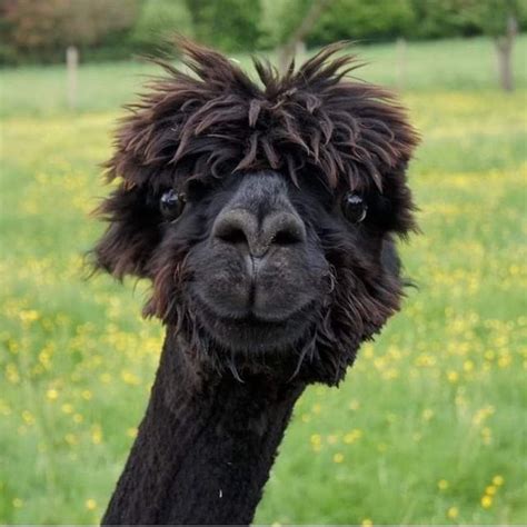 Best 12 Llamas They Are Native To People Of Chille And Are Used For