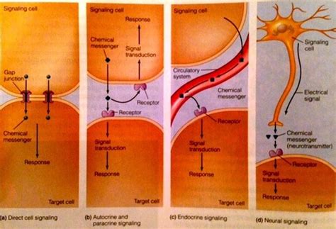 Exam 3 Flashcards Quizlet