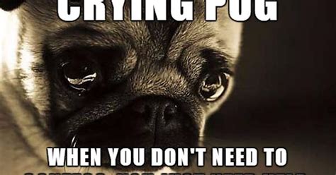 Cry For Help Pug Imgur
