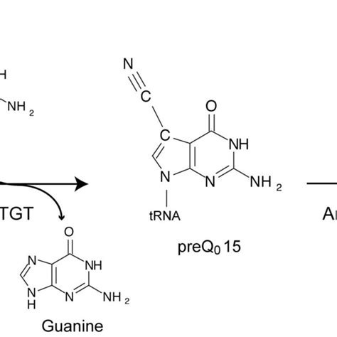 Archaeosine Biosynthesis Pathway The Guanine Base At Position 15 In