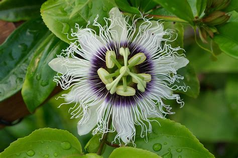 Purple Passion Fruit Vine