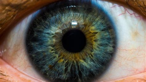 La Culture De Cellules Souches Pour Restaurer La Vue Radio Canadaca