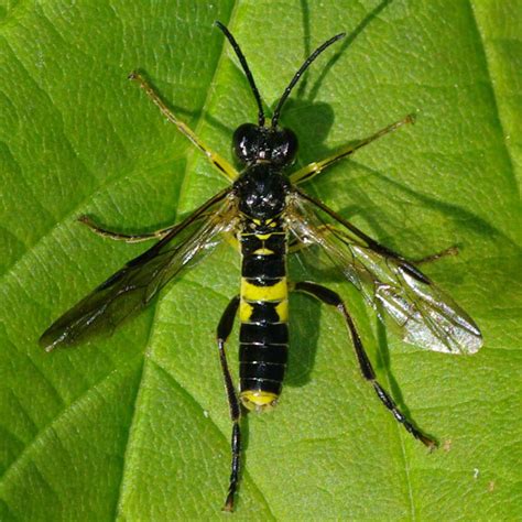 Tenthredo Temula Arthropodafotosde