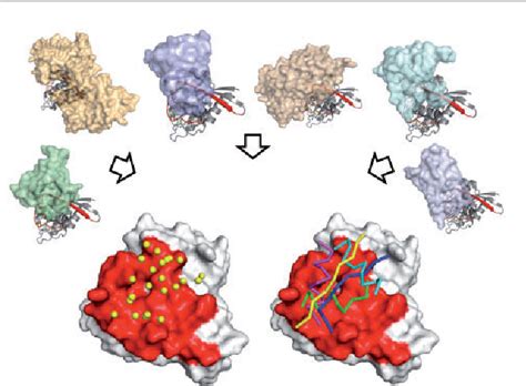 Figure 1 From Knowledge Based Modeling Of Peptides At Protein