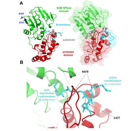Overall Structure And Active Site Of The K741a K767a Mutant Veev