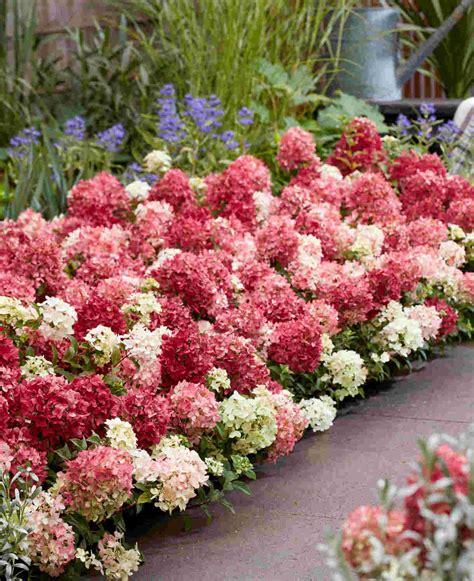 Hydrangea Paniculata Groundbreaker Ruby