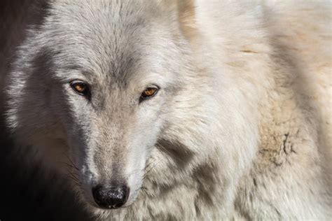 Pure White Wolf With Golden Eyes