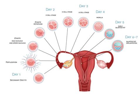 What Are The Common Ovulation Symptoms Urban Mamaz