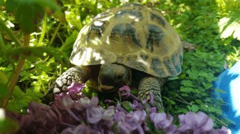 free animated turtle s at best animations cool animations turtle