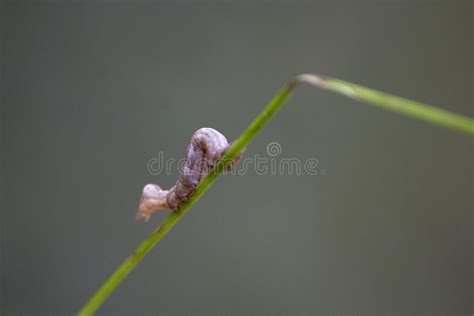 A Little Grey Worm Or Caterpillar Stock Image Image Of Garden Tiny
