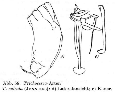 Rotifer World Catalog Image