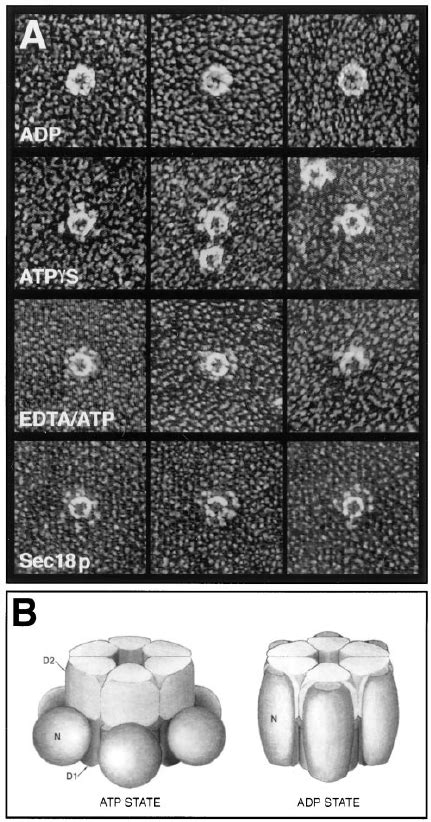 Snare Complex Preparation And Characterization A Preparation Of