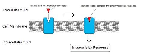 72 Types Of Receptors Biology Libretexts
