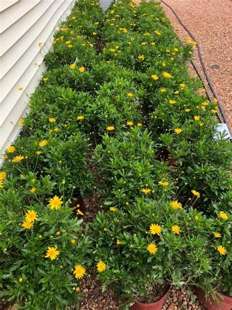 California Bush Daisy Roberts Landscapes