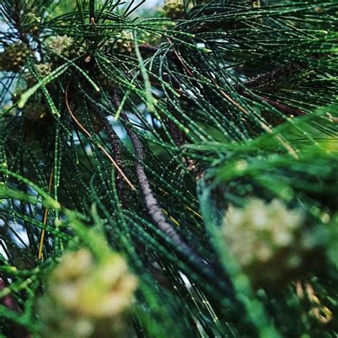 Shichimi Yuzu • Threads Say More