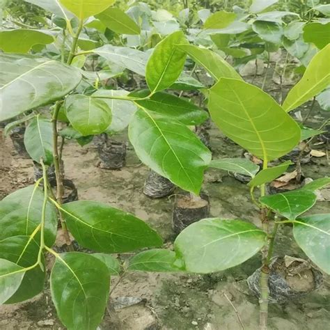 Full Sun Exposure 2feet Pink Jackfruit Plant For Outdoor At ₹ 150