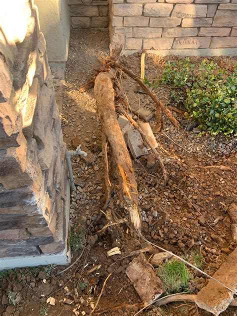 Sissoo Tree Removal New Height Tree