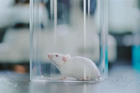 Mastering The Science Of Genetically Modified Mice Principles Techniques And Applications