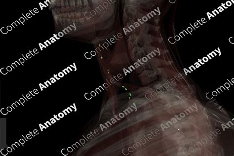 Deep Anterior Cervical Nodes Left Complete Anatomy