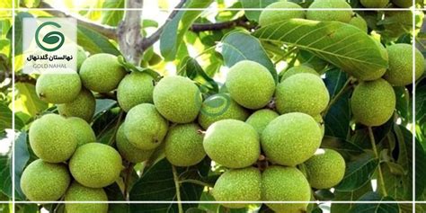 درخت گردو چند ساله بار می دهد؟ نهالستان گلد نهال