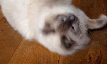 De Ragdoll Is De Enige Kat Die Wél Bij Je Op Schoot Blijft Zitten