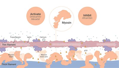 Ulacamten Ck 402158 A Novel Cardiac Myosin Inhibitor For Promising Hfpef Research