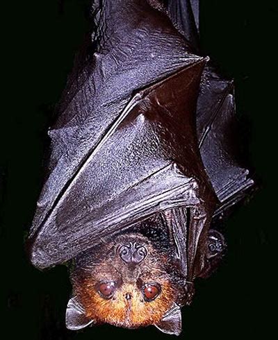 Giant Flying Fox Bat Wingspan Giant Golden Crowned Flying Fox Facts
