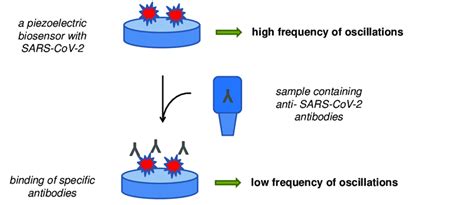 Principle Of A Piezoelectric Biosensor For The Detection Of Download Scientific Diagram