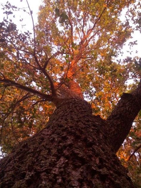 19 A Different Perspective Of Trees Ideas Different Perspectives Tree Plants