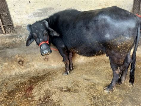 Black Murrah Buffalo Karnal 500kg At ₹ 125000piece In Karnal Id