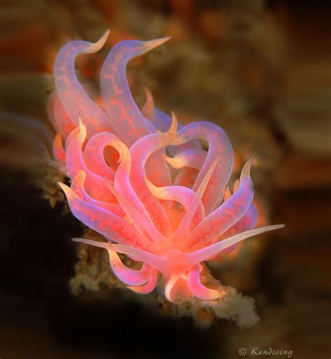 Beautiful Sea Slugs