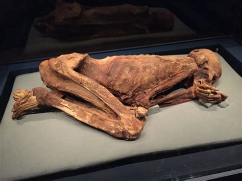 Gebelein Predynastic Mummies Six Naturally Mummified Bodies From The… By Chelsea Queen Medium