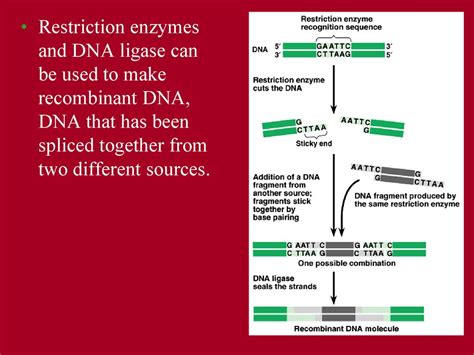 Dna Technology And Genomics Ppt Download