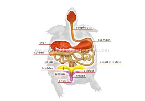 Turtle Dissection Diagram