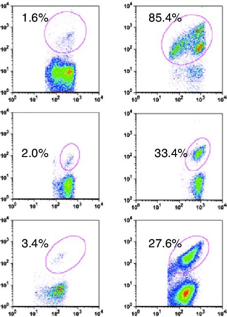 Cmv Pp65 Rna Pulsed Mature Dendritic Cells Induce Robust Activation Of