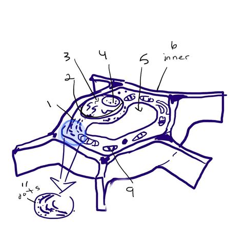 Plant Cell Diagram Diagram Quizlet Plant Cell Diagram Diagram Quizlet