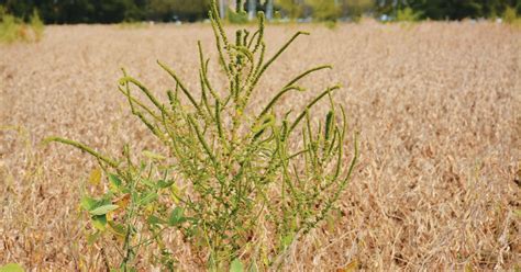 Pigweed Dicamba 24 D Bradley