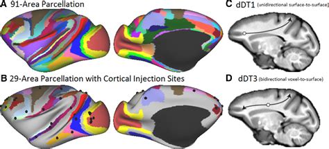 Figure 1 From Using Diffusion Tractography To Predict Cortical Connection Strength And Distance