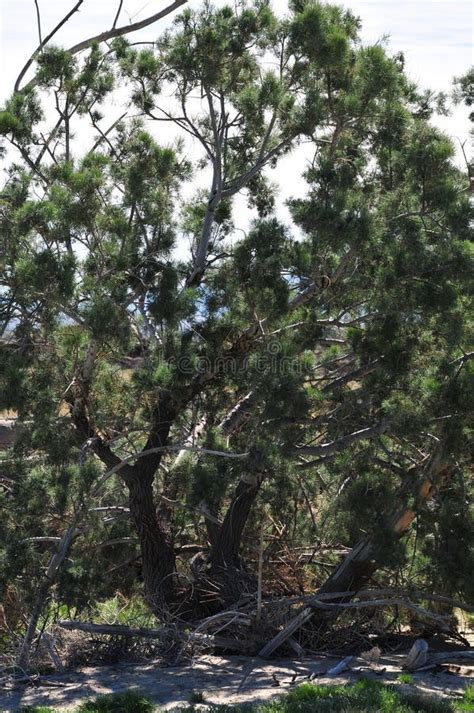 California Landscape Series Desert Pine Cedar Tree Stock Image Image Of Desert Anza 325378871