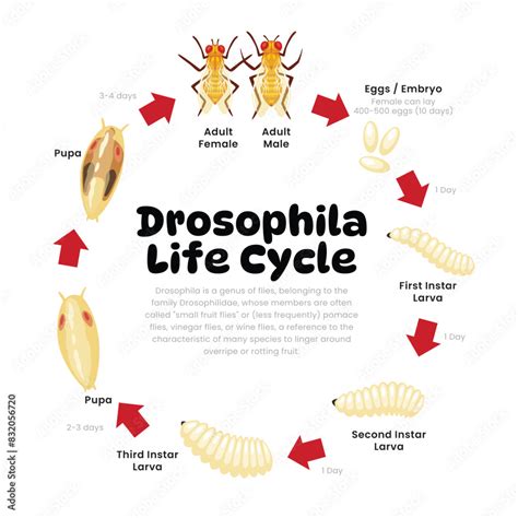 Poster Drosophila Or Fruit Flies Life Cycle Diagram For Science