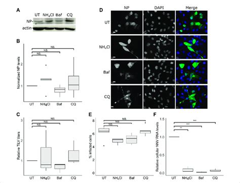 Tilv Entry Is Independent Of Endosomal Acidification A E Tmb Cells