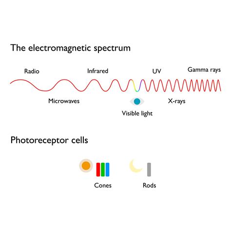 Premium Vector Electromagnetic Spectrum And Photoreceptor Cells
