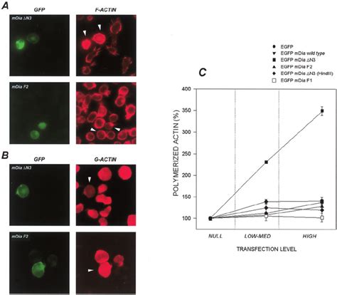 Activated Mdia Disturbs The F Actin G Actin Ratio Increasing The Download Scientific Diagram